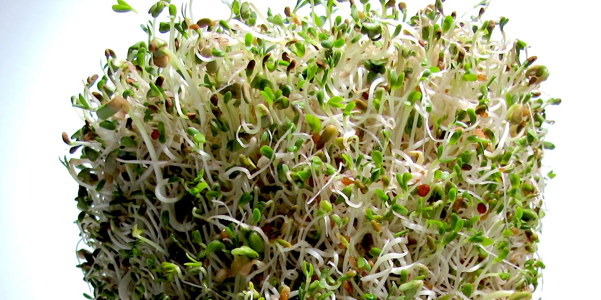 🌱 Our 30th Anniversary 🌱 - Sproutpeople’s Newsletter