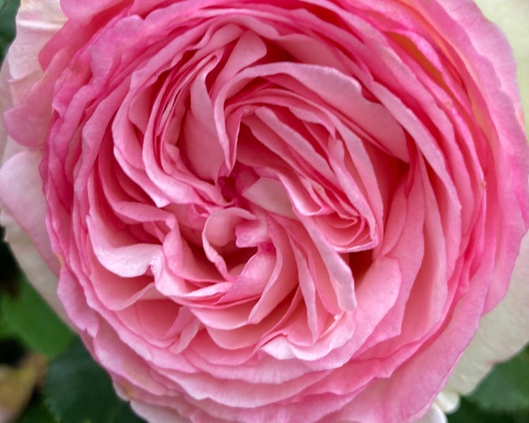 under-the-radar… - by kitten seeking answers