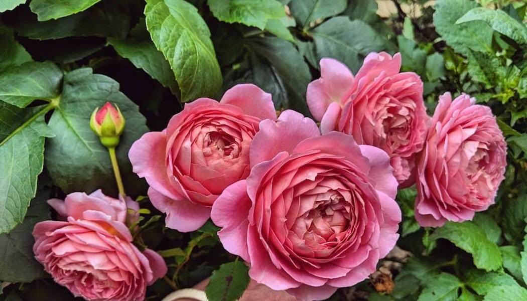 The Rose Garden Guide: Part 2 - The Garden at Moorfield