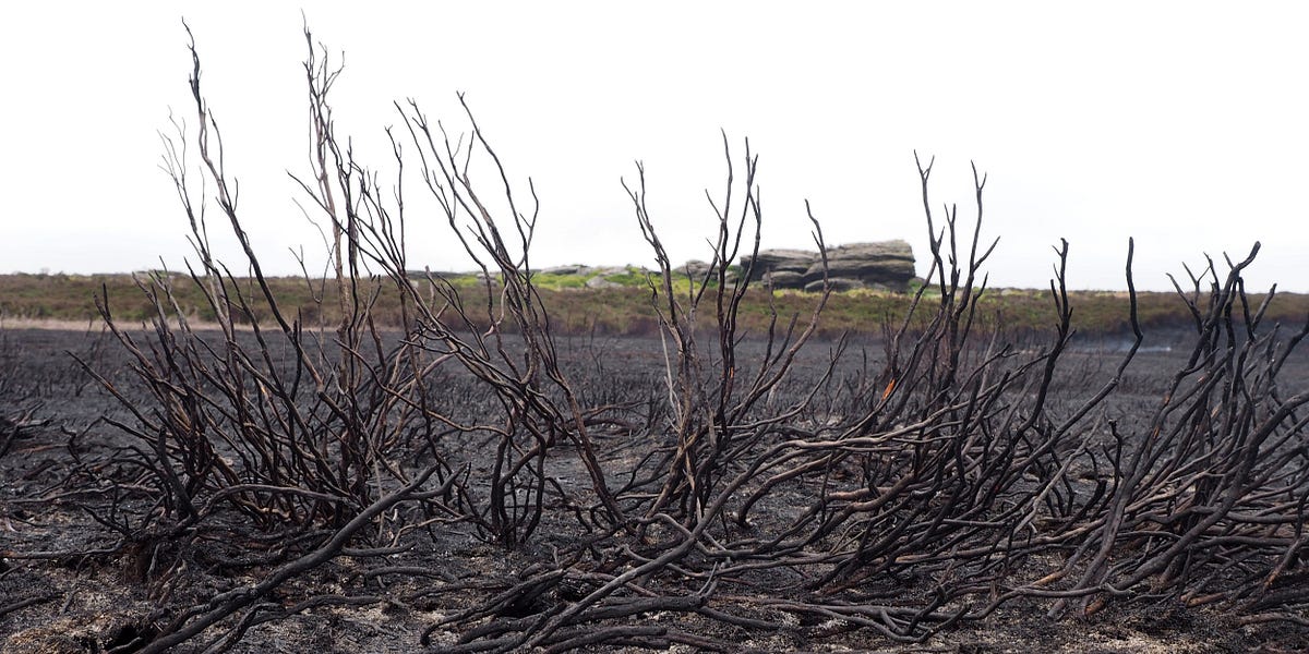 Firestarters - by David Bocking