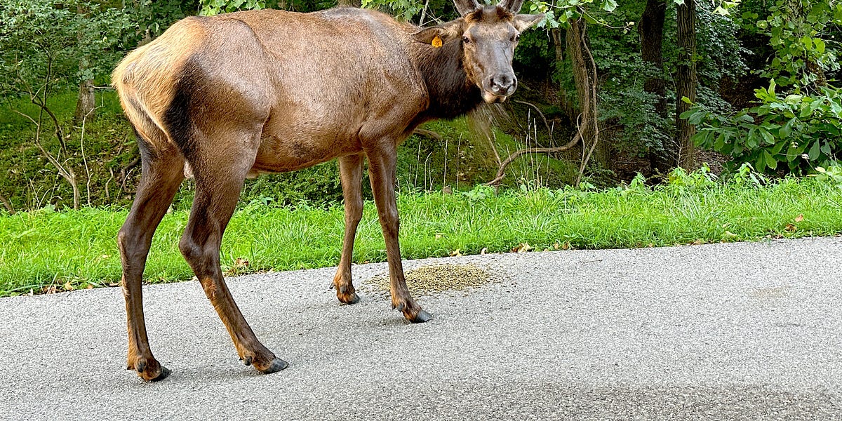 How a single animal changed history: The history of Lone Elk Park in St ...