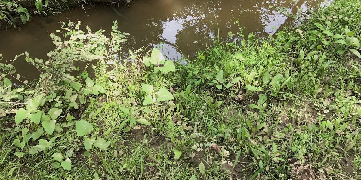 locus amoenus - José’s Substack