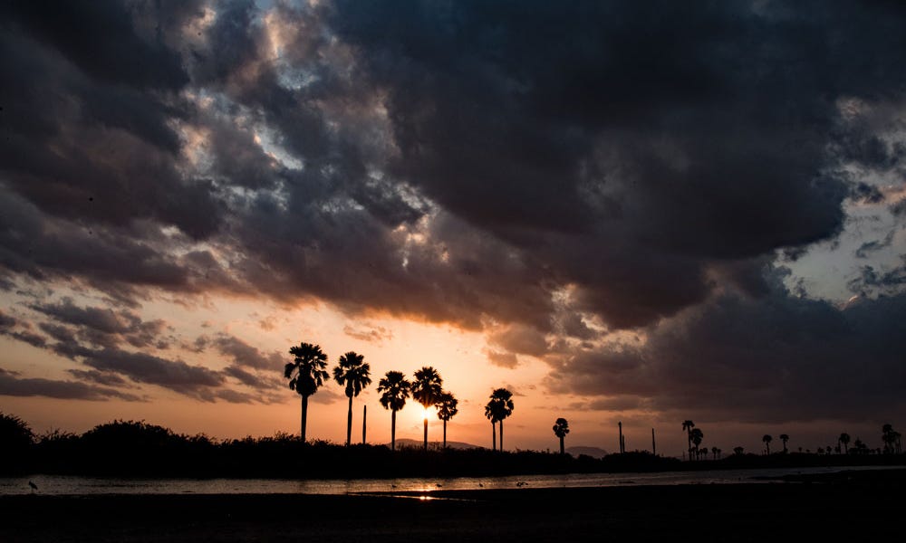 Dangerous Beauty - by Mark Caicedo - PuraVida