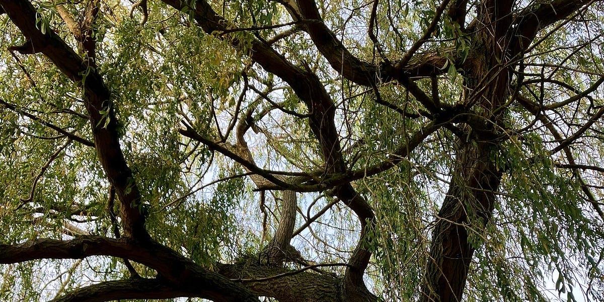 The fascinating world of trees - by Samantha Sear