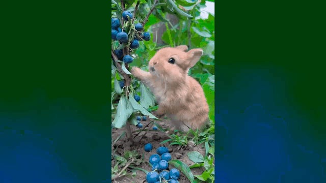 Blueberry Bunnies - by Martini Glambassador