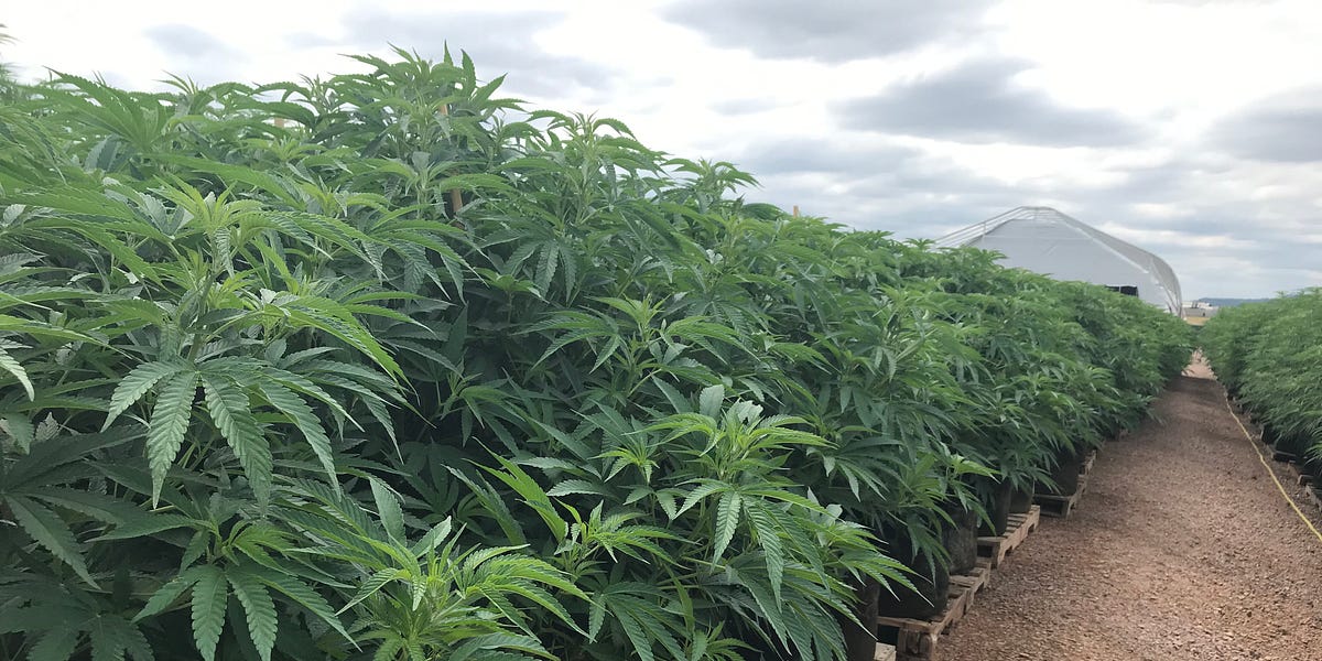 Cannabis critics lose bid for seats on medical marijuana oversight committee