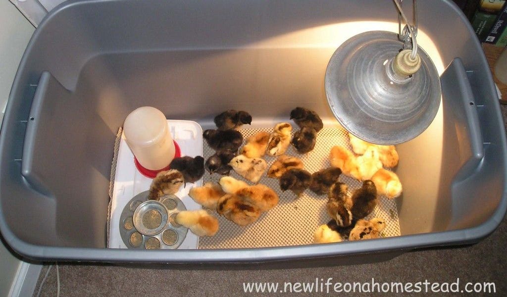 A Primer On Chickens: Part- 2 - by Noah Coley