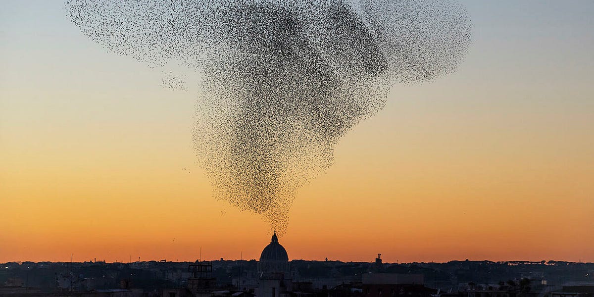 Murmuration - by Chloe Hope - Death & Birds