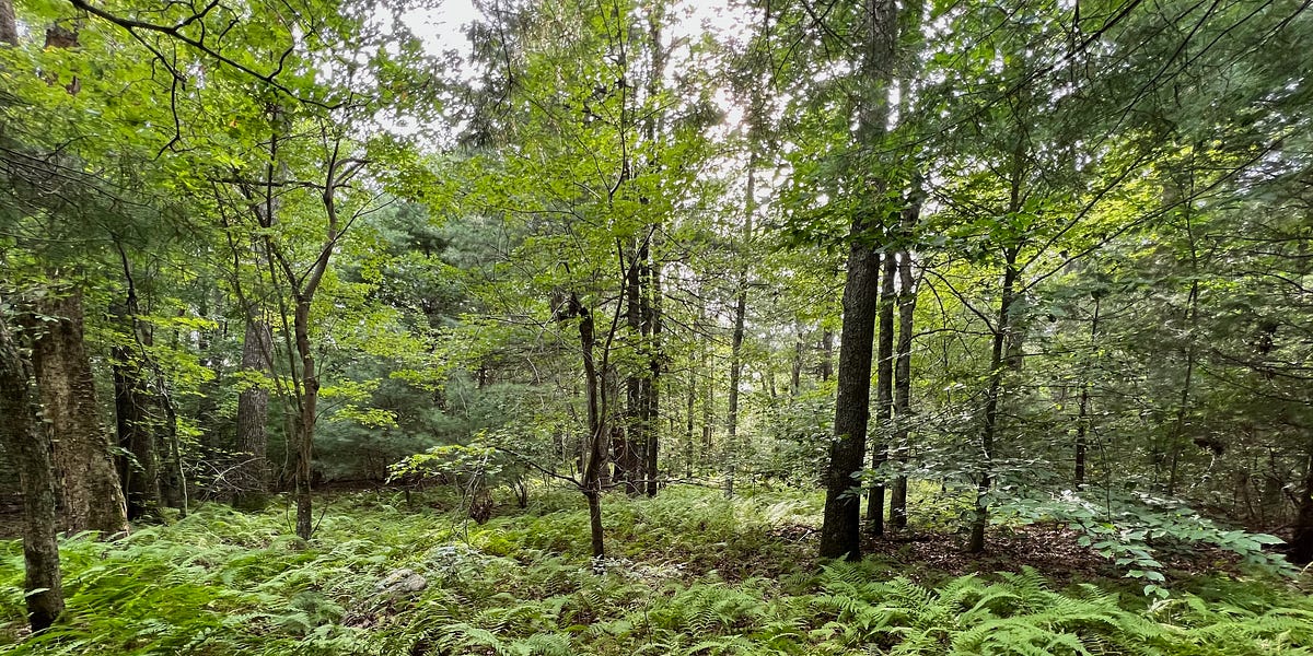 The Power of Transition Zones - by Sam Sager - The Ripple