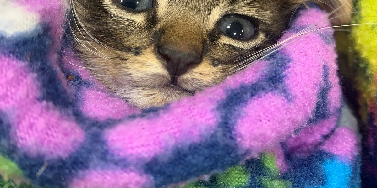 Your Wonkette's day in news has been overtaken by CATS.