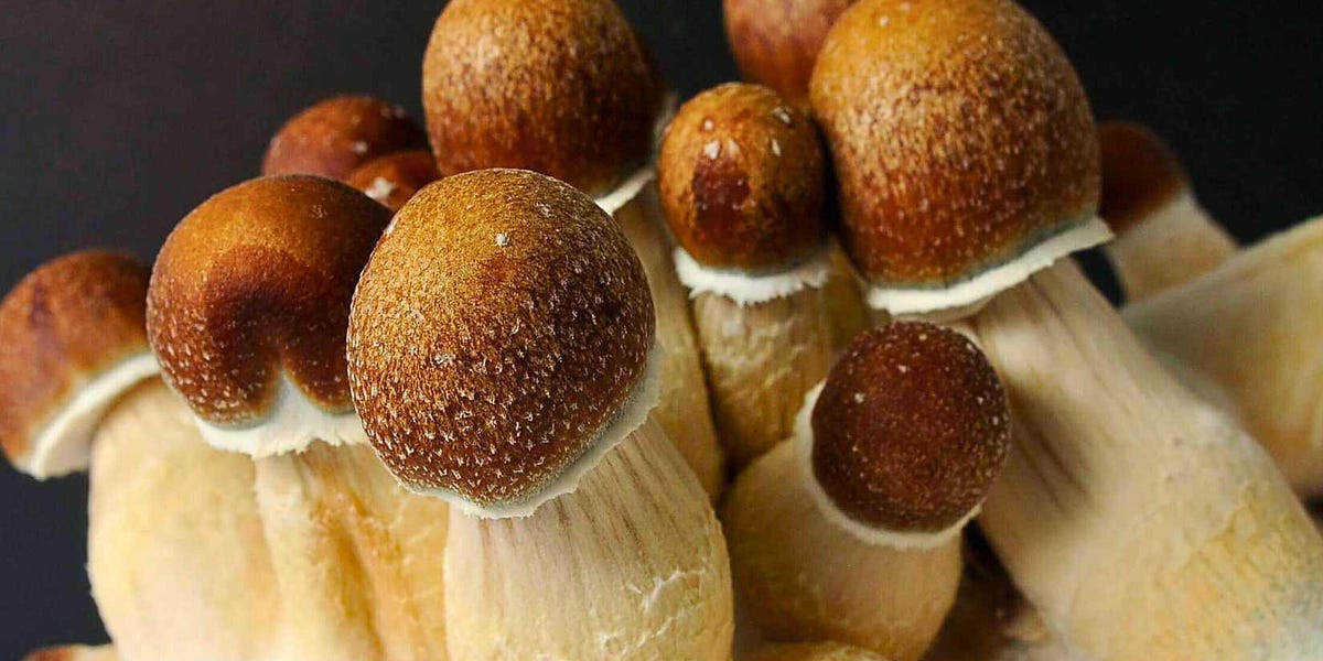 Navigating the Rising Scene of Shrooms in Canada