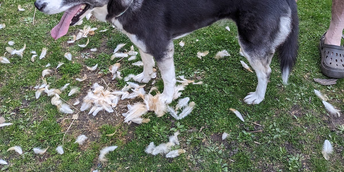 The Great Chicken Massacre of 2023 - by Rachel Sager