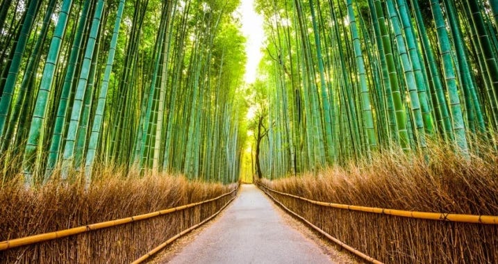 The Story of the Chinese Bamboo Tree - by Nico Anthony