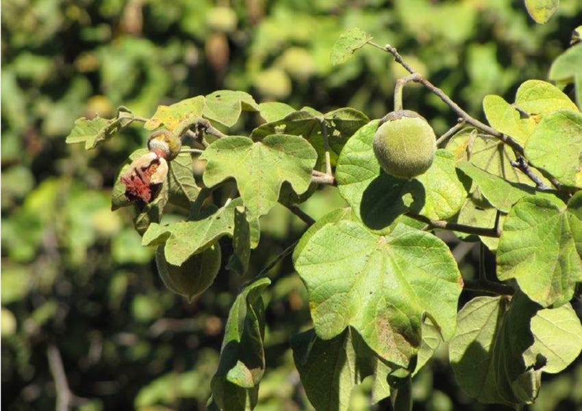 Benefits of Goron Tula In Women + Why You Should Care About Kunun Aya