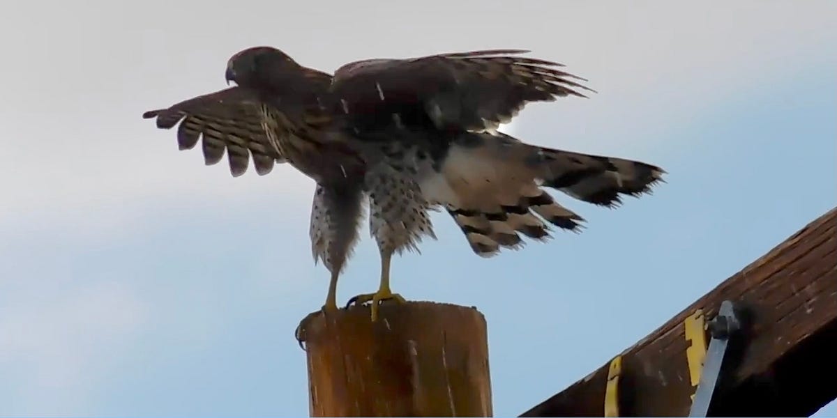 Wildlife Wednesday: Happy Hawk in the Rain