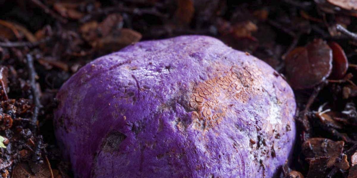 Unearthing the Colorful and Bizarre Pouch Fungi of New Zealand
