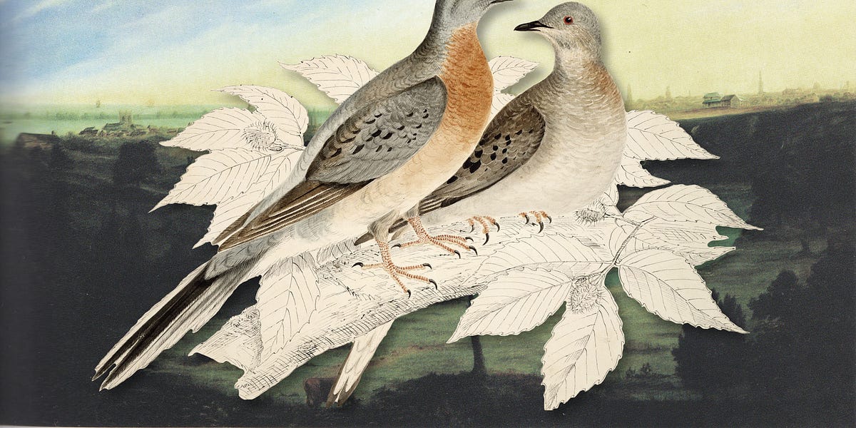 A Brief History of the Pigeons of Toronto - by Adam Bunch