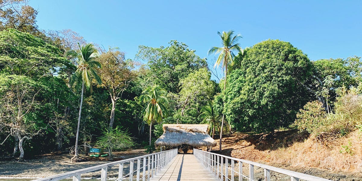 lessons from the jungle #6 / you can love something and still want to leave