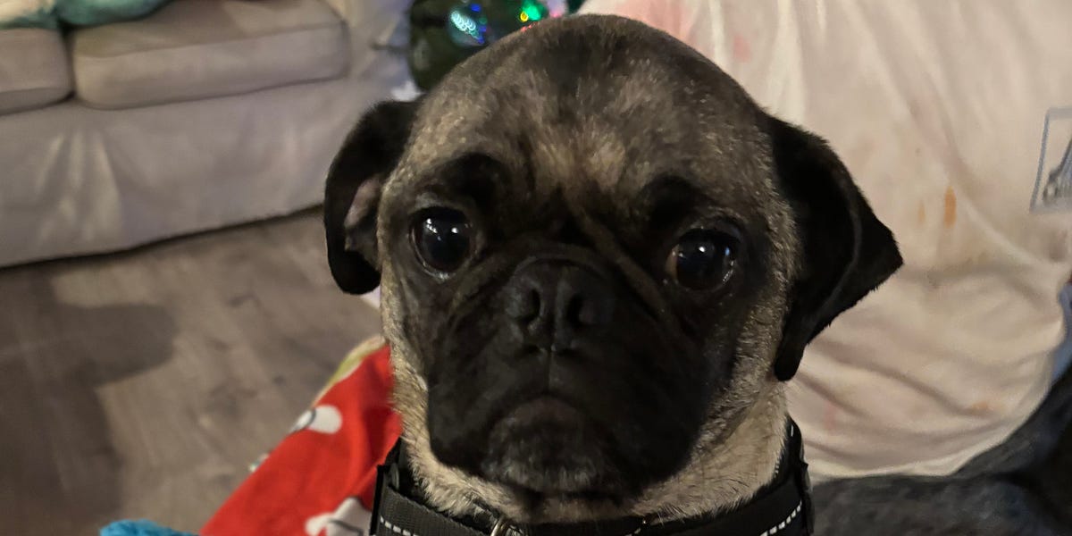 This is Not About My New Pug (A Love Letter)