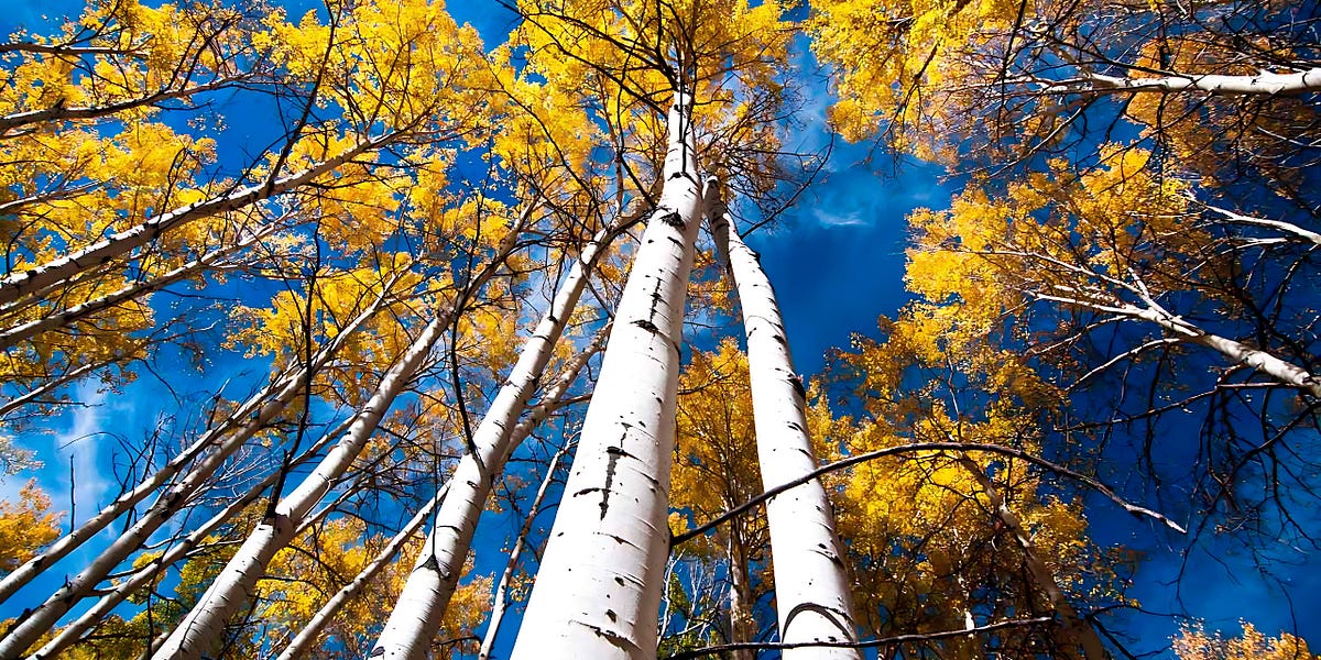 The Pando Tree: Unraveling the Mysteries of Earth's Largest Living Organism