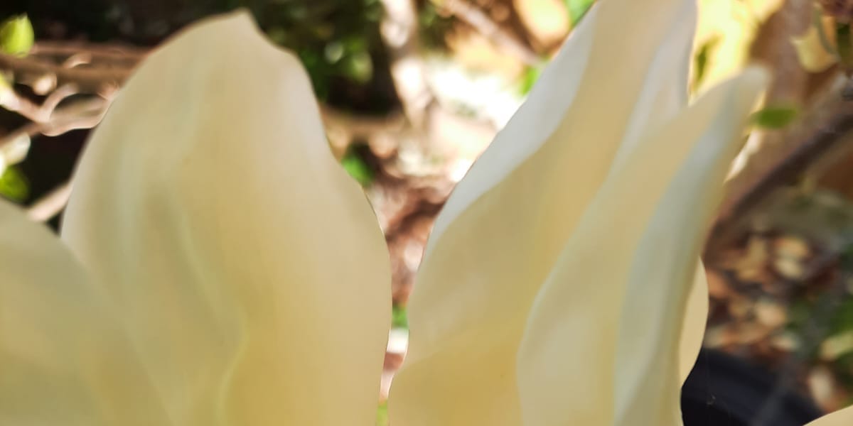 Magnificent Magnolias! - by Foraging Freya