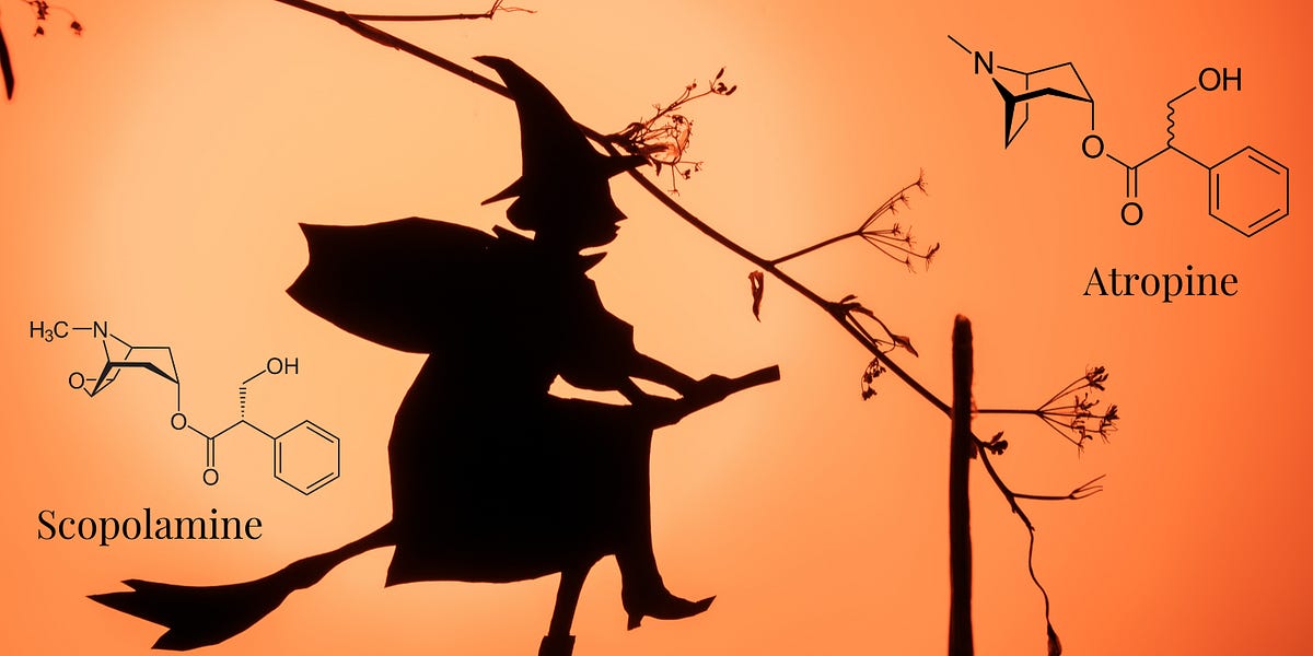 A tale of witches, plant ointments, and broomsticks