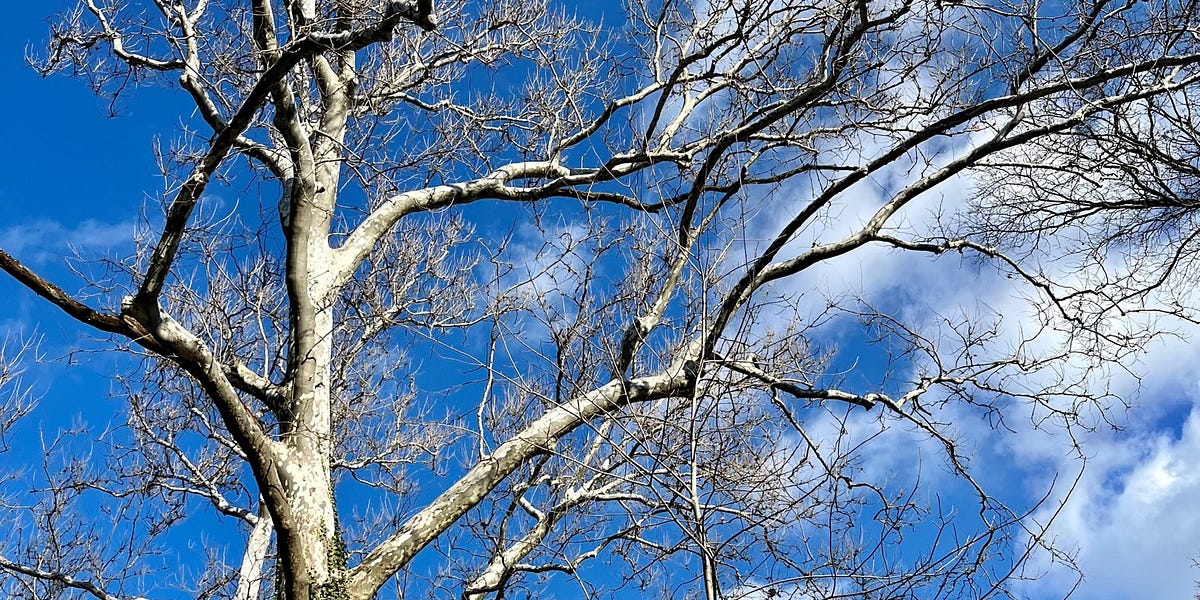 Learning the truth about grief from trees