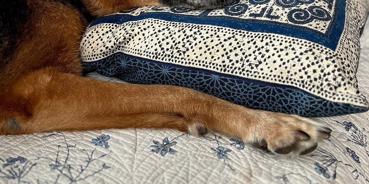 #144: When Your 4-Legged Companion Can't Tell You What Is Wrong