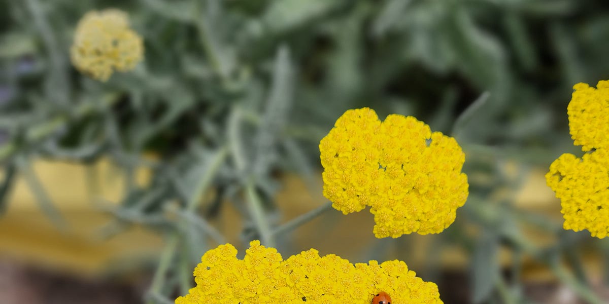 Curious Compassion #5 - by Brandy Wallner