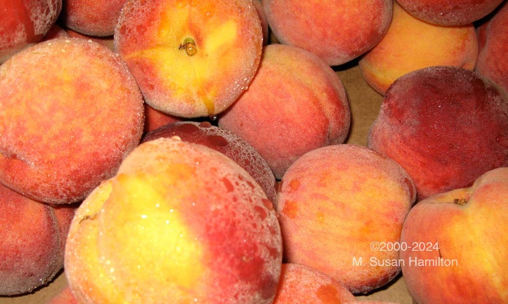 Acid Reflux - CalmGut™ Substack