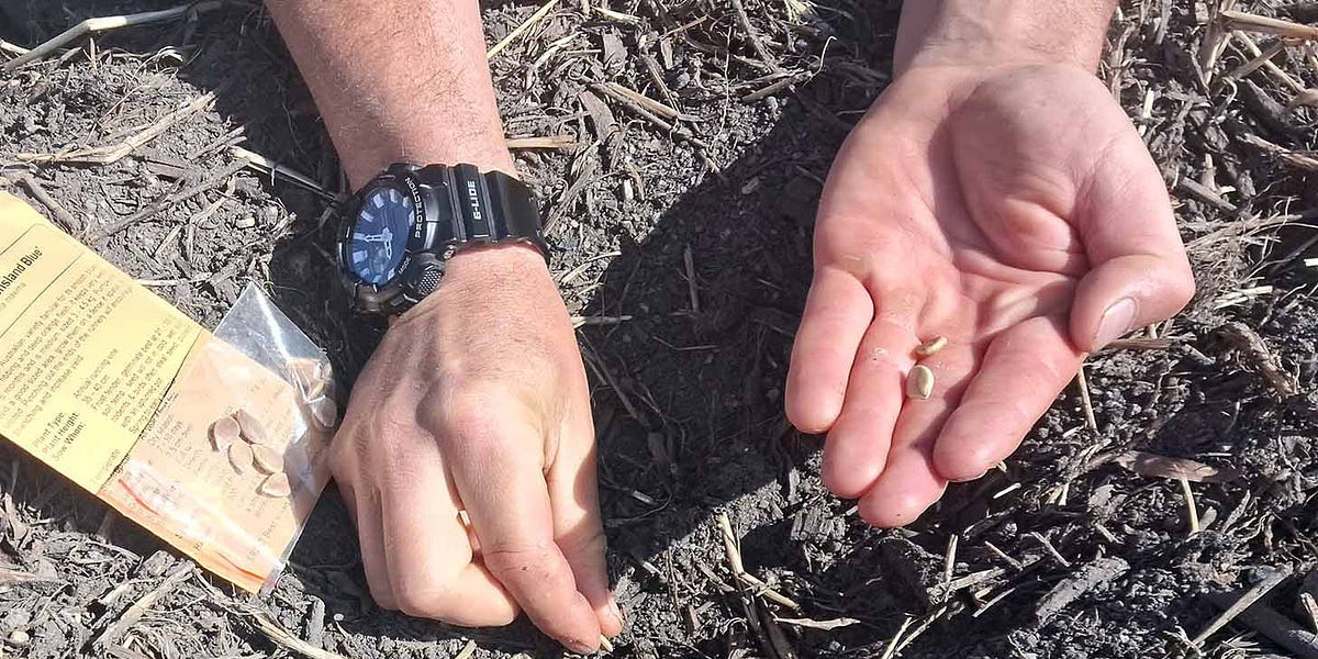 Planting Vegetable Seeds: Sowing Directly