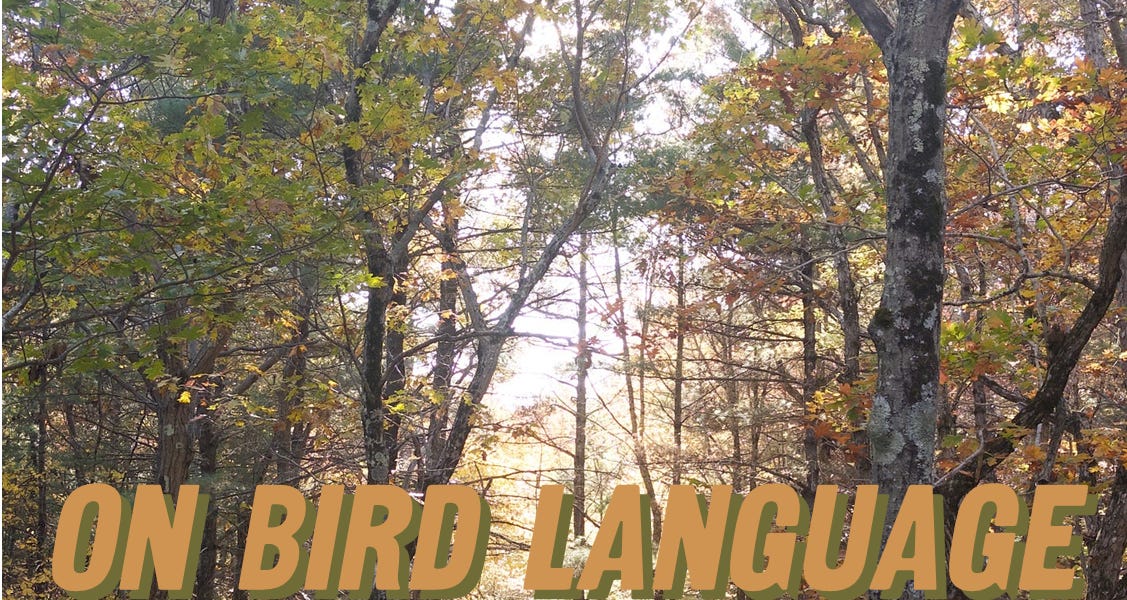 On Bird Language - by Lou Tamposi - Cow We Doin'