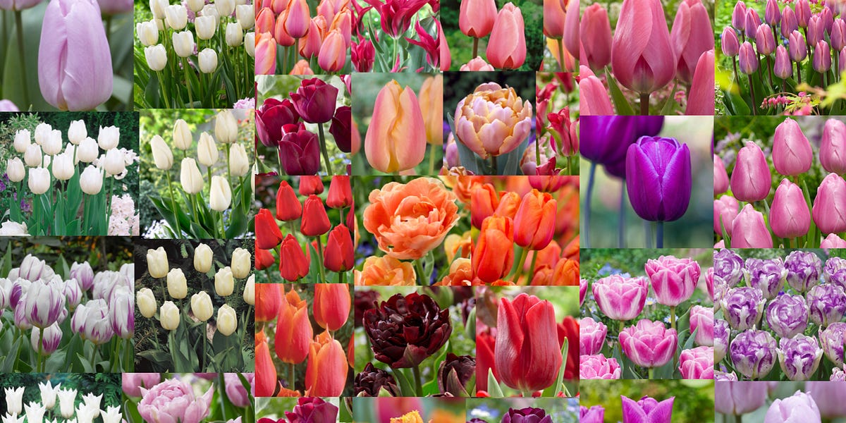 Four easy tulip collections