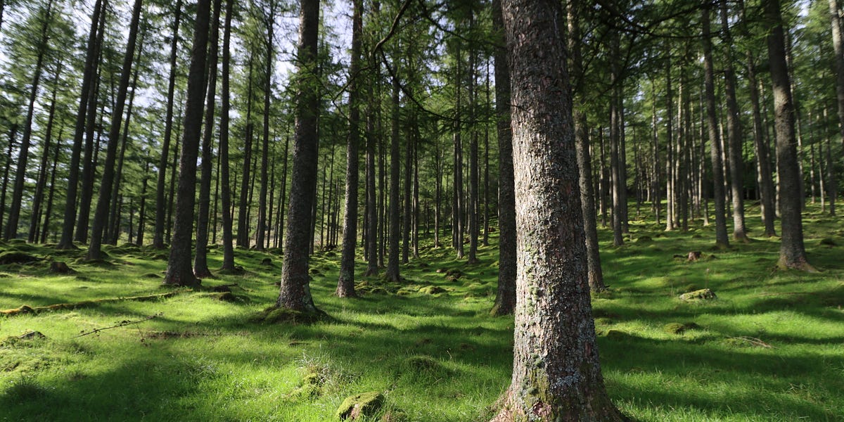 The True Tragedy of Sycamore Gap - by Amy Sanderson