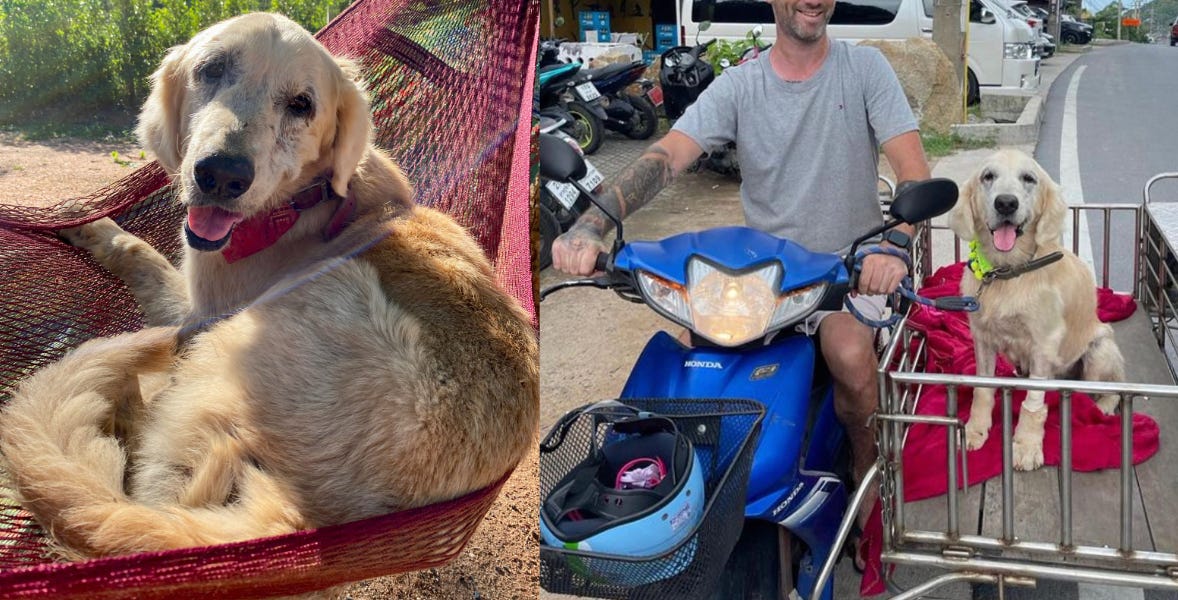Saving Millions Of Dogs - The Next Phase