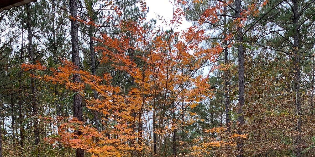 Week 18: Happy Thanksgiving! - by Daniel Joseph Petty