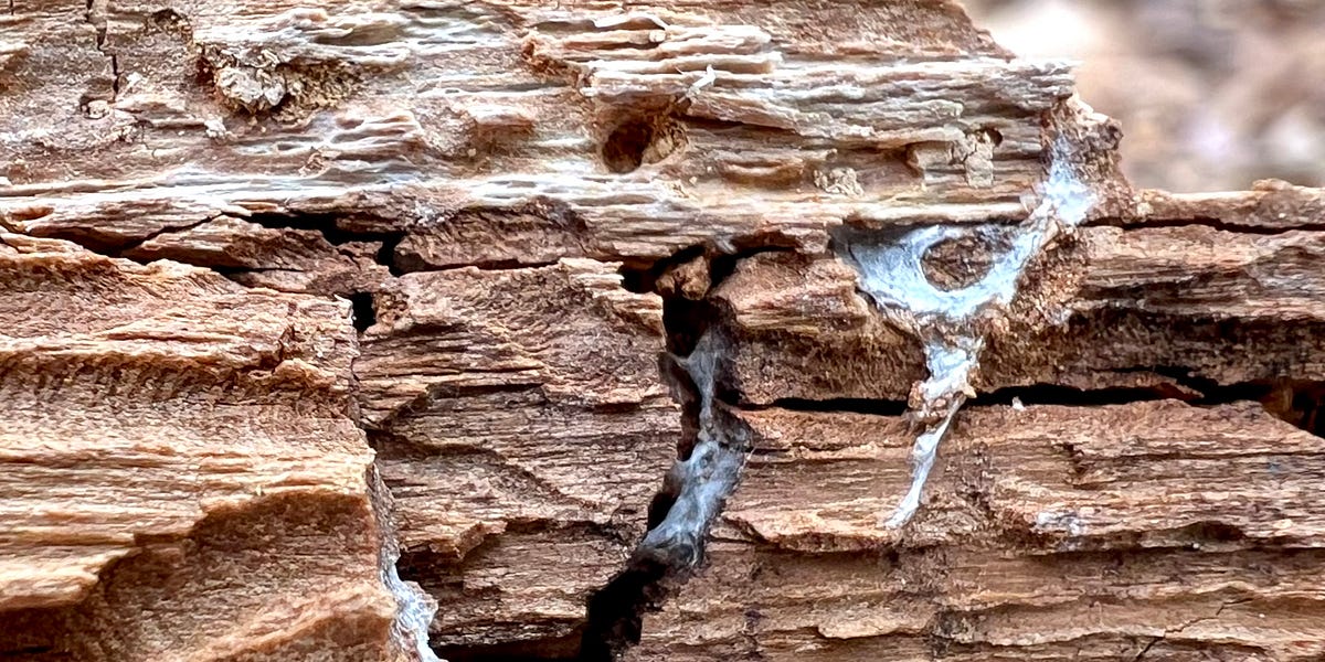 All's well that ends well - by Chris Baker - The Oyster Log