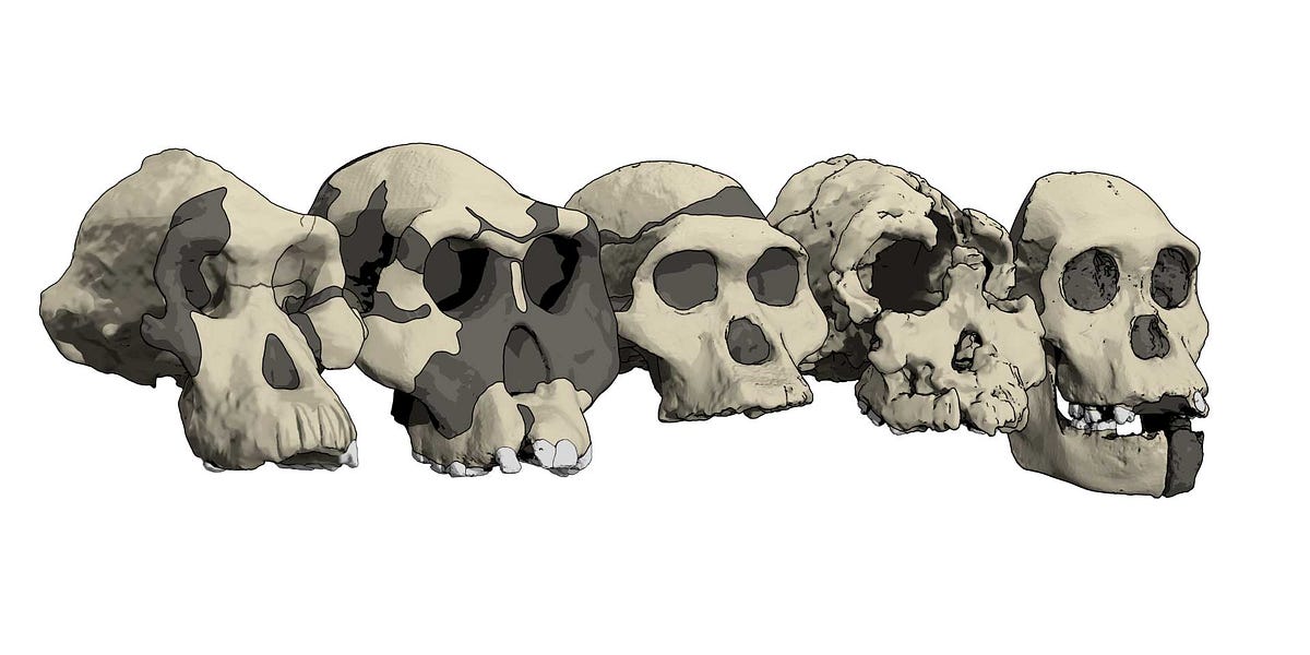 Guide to Australopithecus species - John Hawks