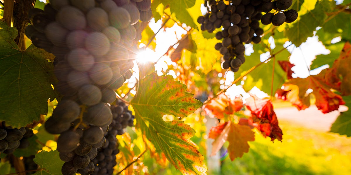 Grape Expectations - by Addison Del Mastro - Discourse