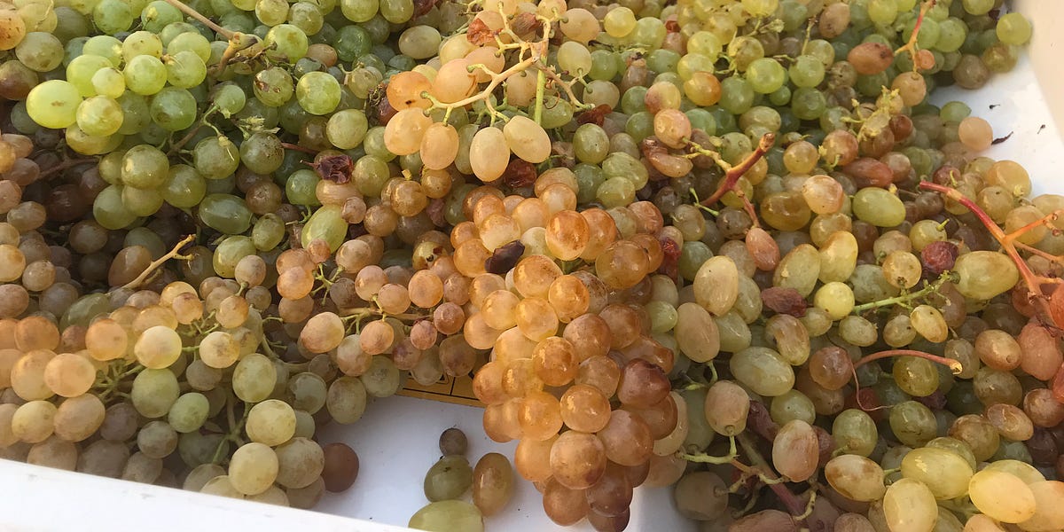 Which Lebanese Grapes are Truly Indigenous?