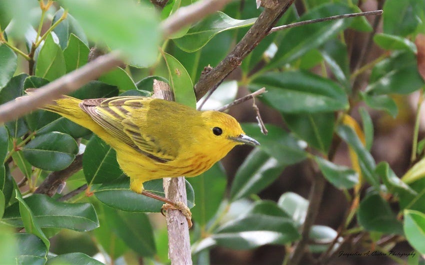 Anguilla Backyard Birding Part 7 - by Jackie Cestero