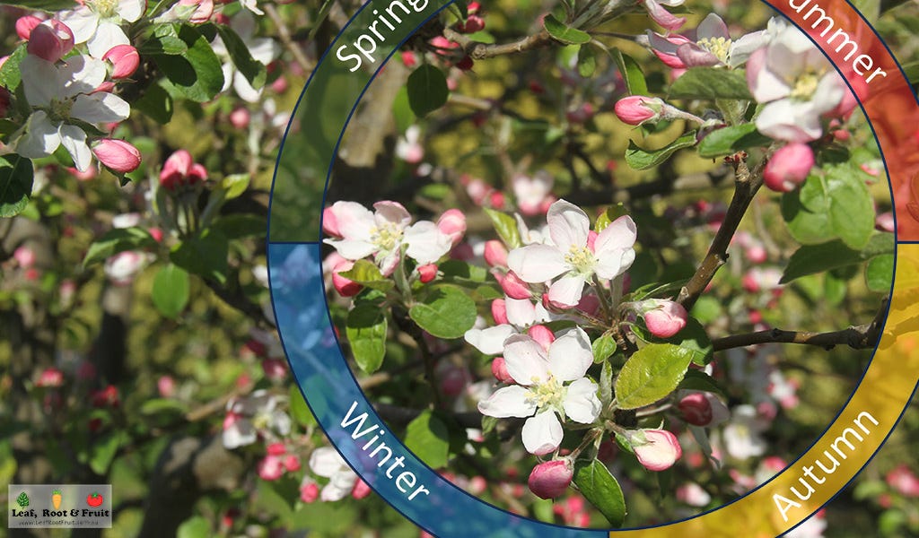 Phenology and Seasonal Gardening Influences