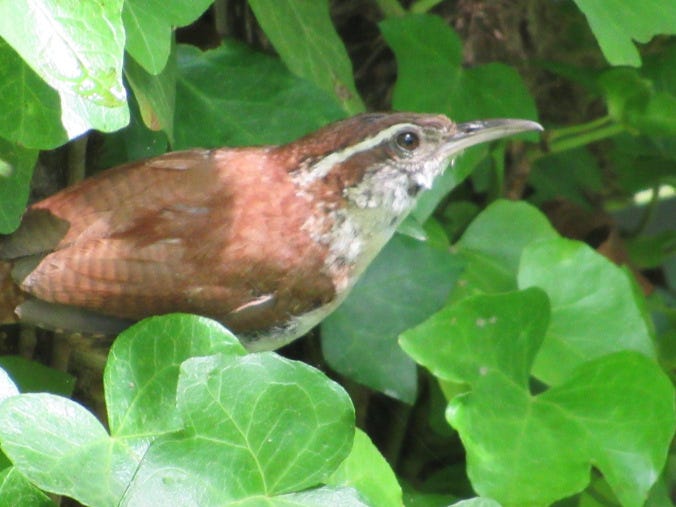 Consider The Birds - Begin In Wonder Substack