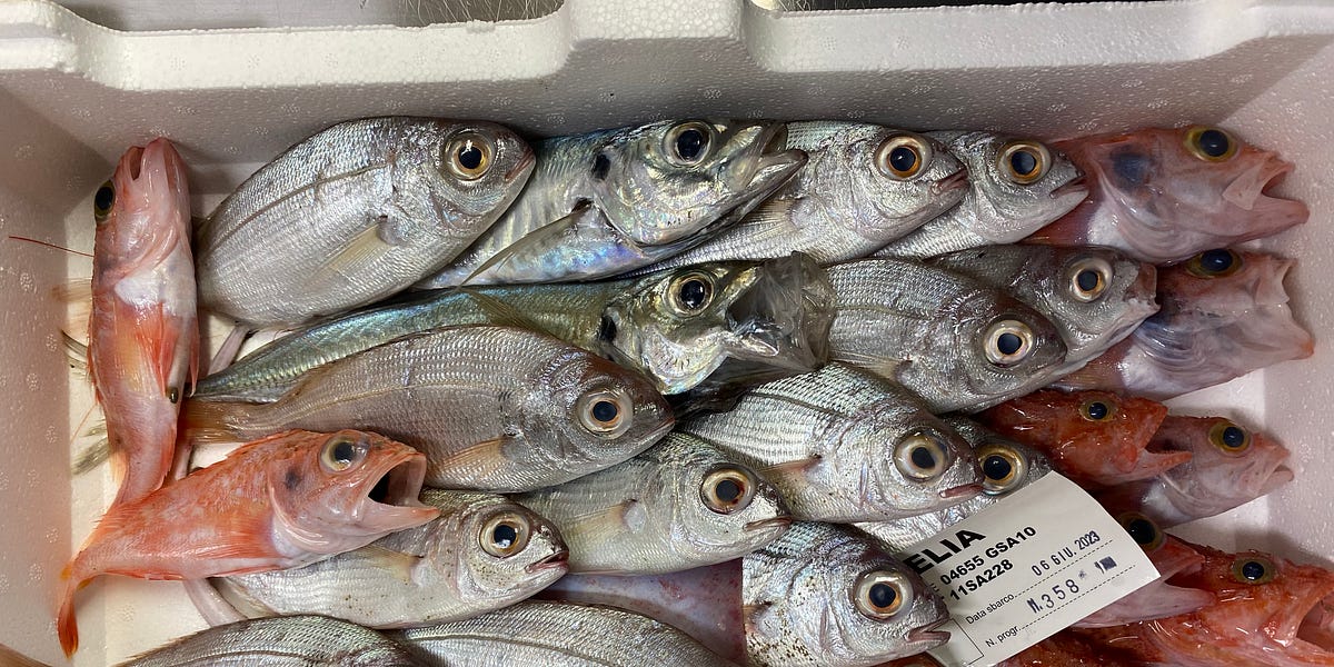 Meeresfisch-Lexikon, vielleicht Teil 1 - by Tobias Mueller