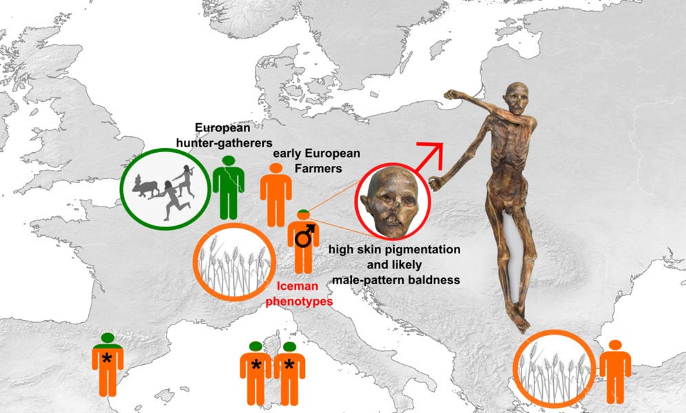 Renowned Alpine Iceman, Ötzi, from 5,300 years ago was balding with ...