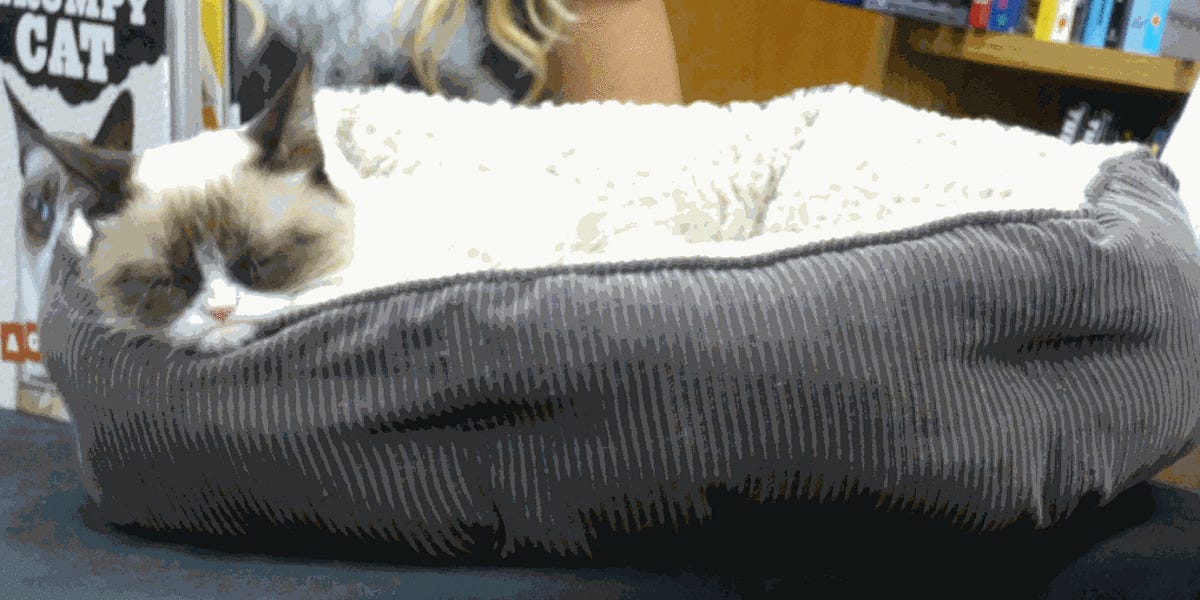 How Grumpy Cat Changed My Life - by Tabitha Blankenbiller