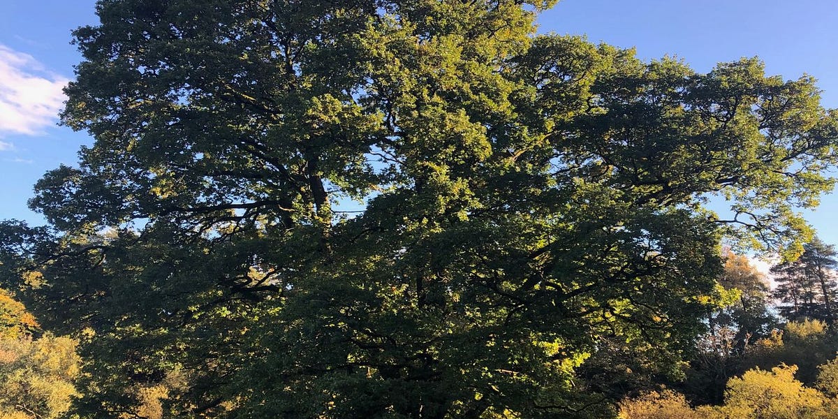 The Oak Tree story - Botanica Fabula