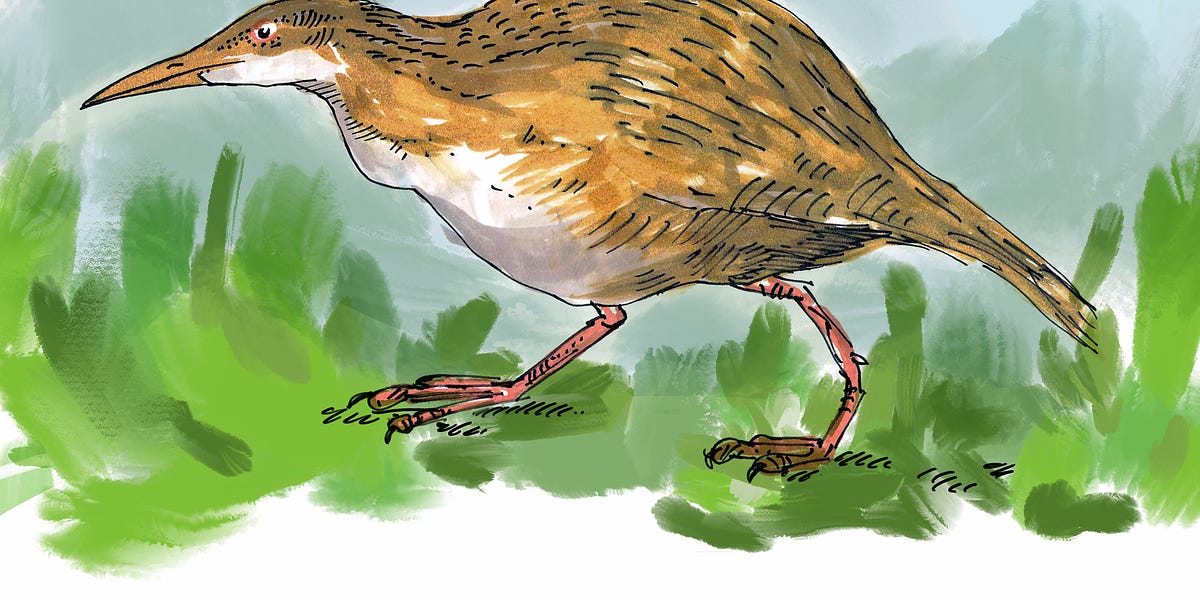 Birds, - The Rán Flygenring Show