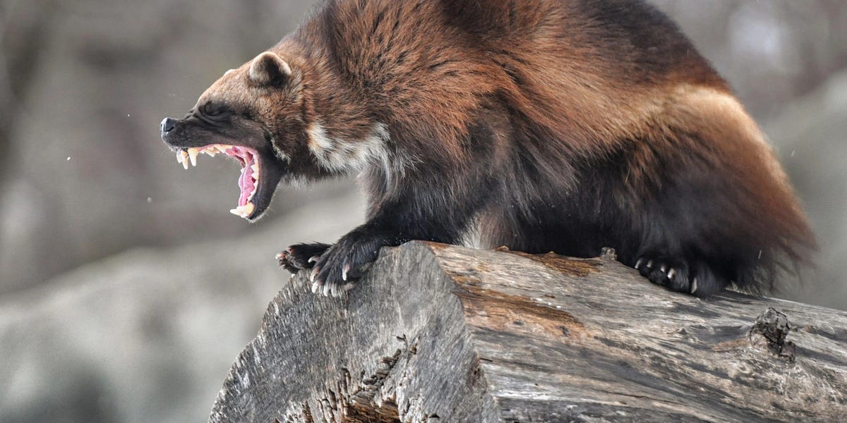 How Picking Your "Animal" Can Supercharge You with a Ferocious Tenacity