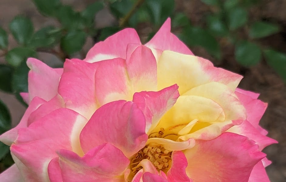 Batty (Moonbeam) & Matty (Healy) - by Claire Ruth McNellan